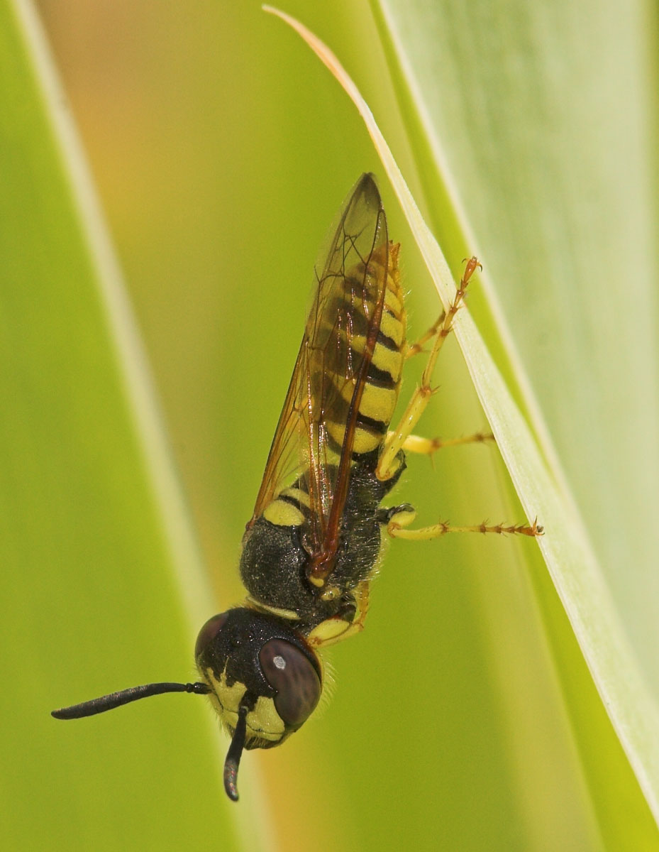 Réf. 10356 — INSECTA > Hymenoptera > Philanthidae > Philanthus ...