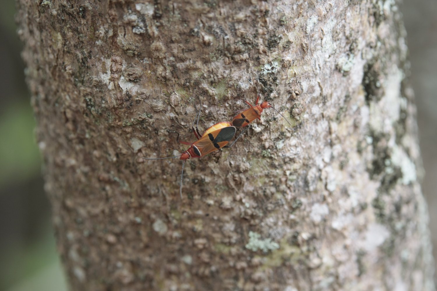Dysdercus (Dysdercus) fasciatus (Insecta, Heteroptera, Pyrrhocoridae ...