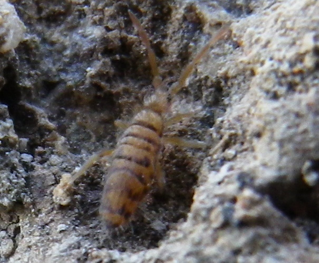 Réf. 138807 — ENTOGNATHA > Collembola > Entomobryidae > Entomobrya ...