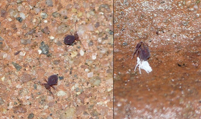 Réf. 153705 — ENTOGNATHA > Collembola > Dicyrtomidae > Dicyrtoma fusca ...