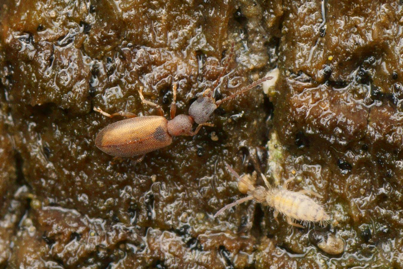 Réf. 157701 — ENTOGNATHA > Collembola > Entomobryidae > Entomobrya ...