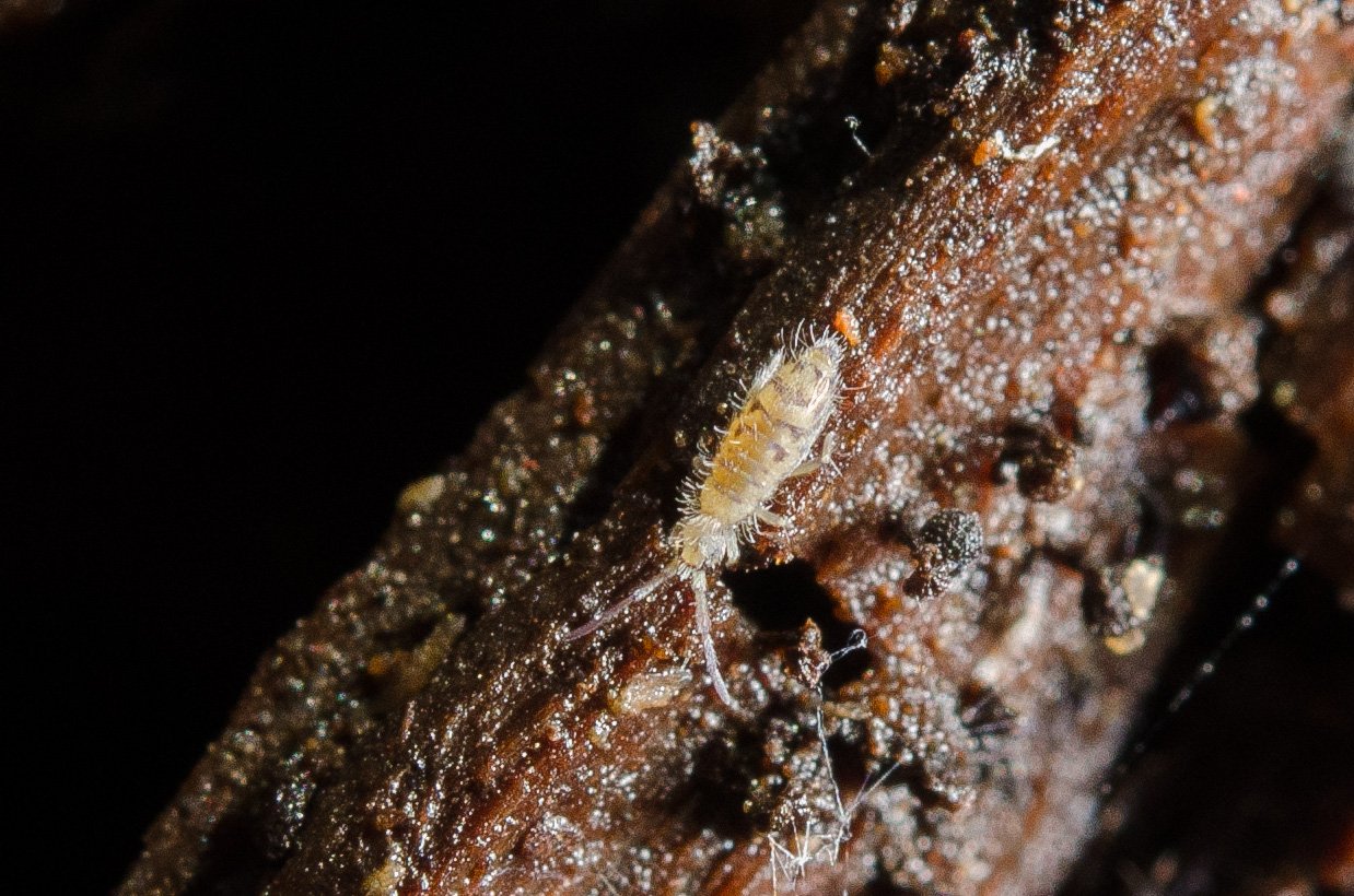 Réf. 158638 — ENTOGNATHA > Collembola > Entomobryidae > Entomobrya ...