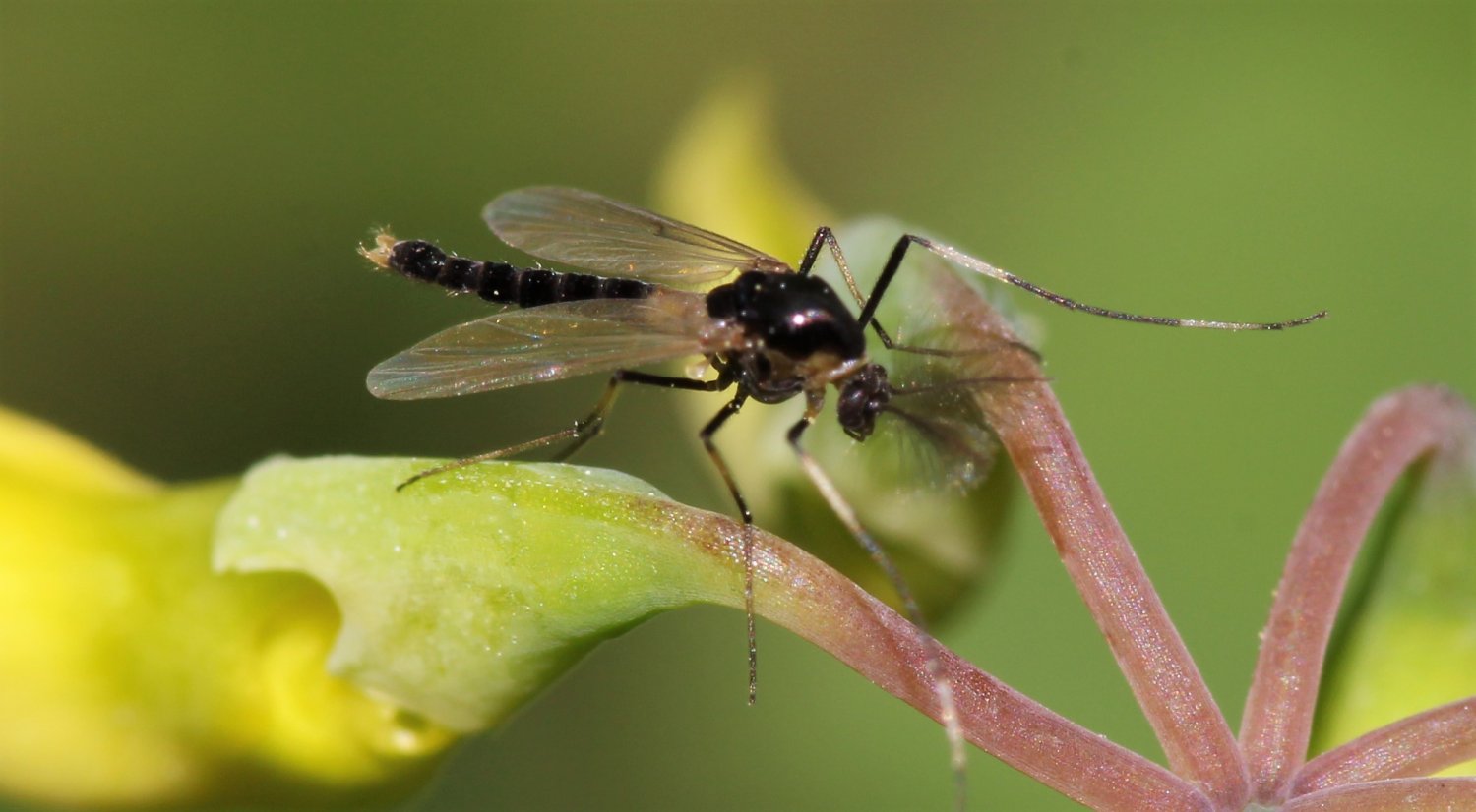 Réf. 179266 — INSECTA > Diptera > Chironomidae > Cricotopus sp. - www ...