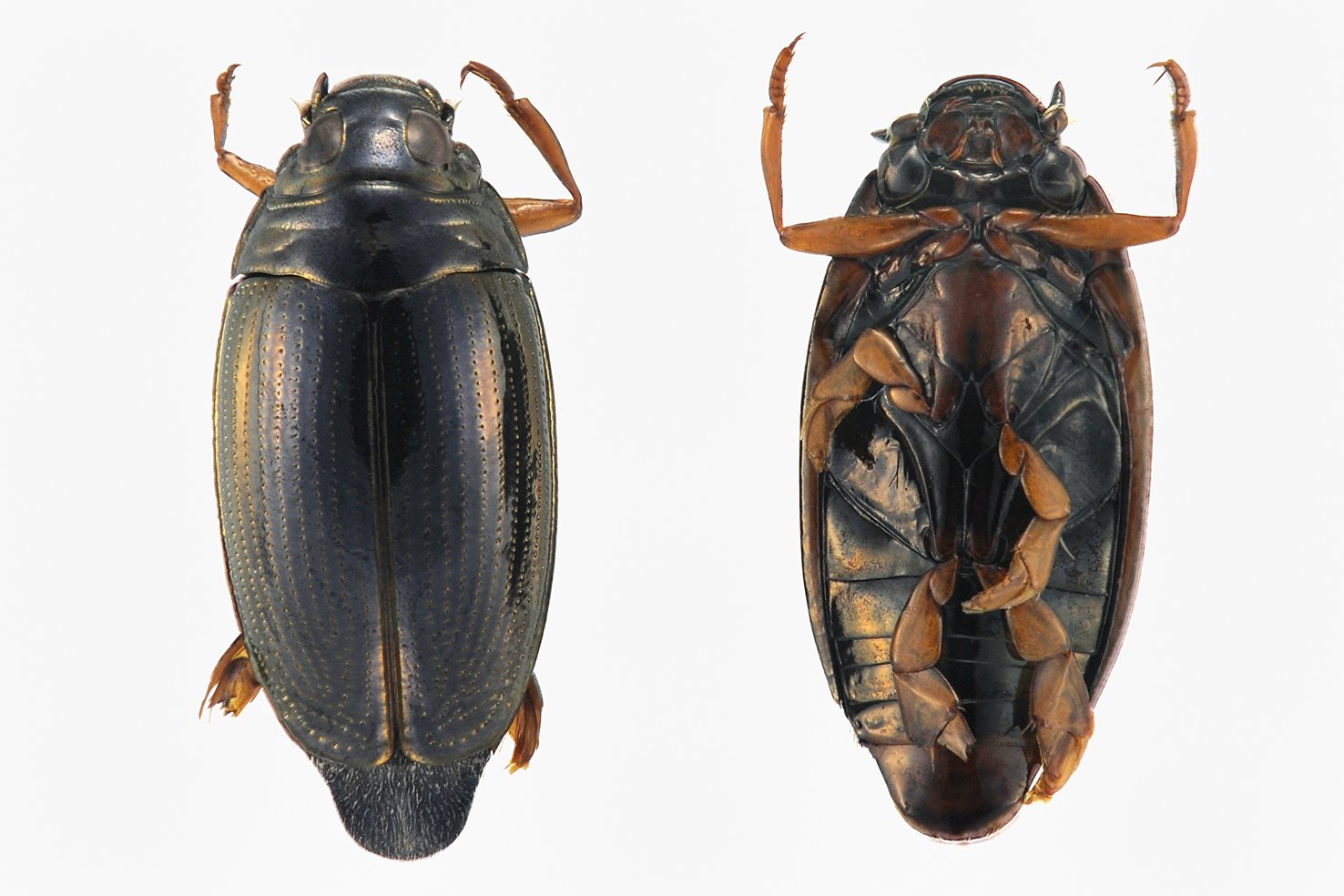 Réf. 193708 — INSECTA > Coleoptera > Gyrinidae > Gyrinus (Gyrinus ...