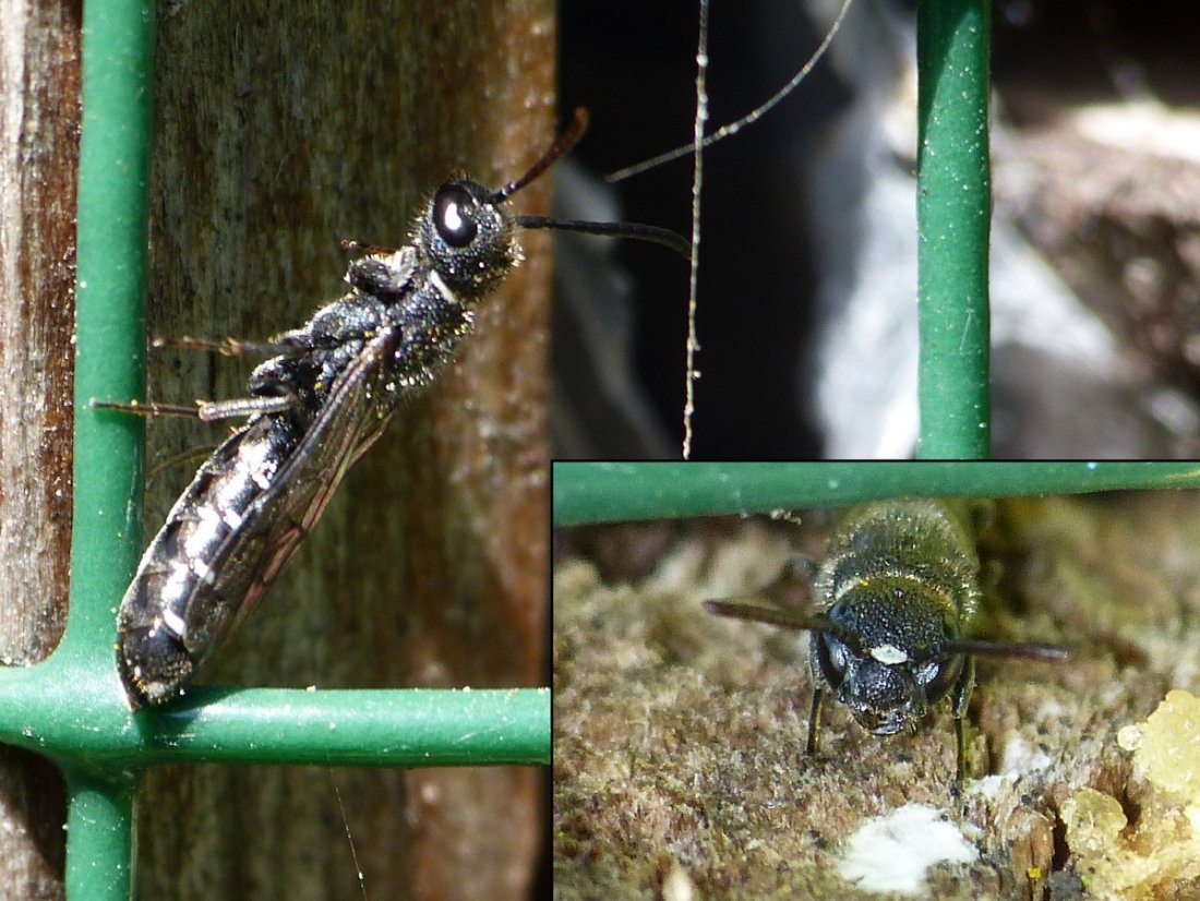 Réf. 234360 — INSECTA > Hymenoptera > Sapygidae > Sapygina decemguttata ...