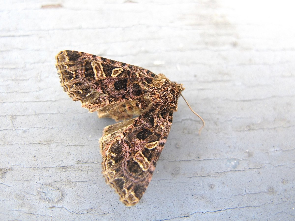 Réf. 305188 — INSECTA > Lepidoptera > Noctuidae > Sideridis (Aneda ...