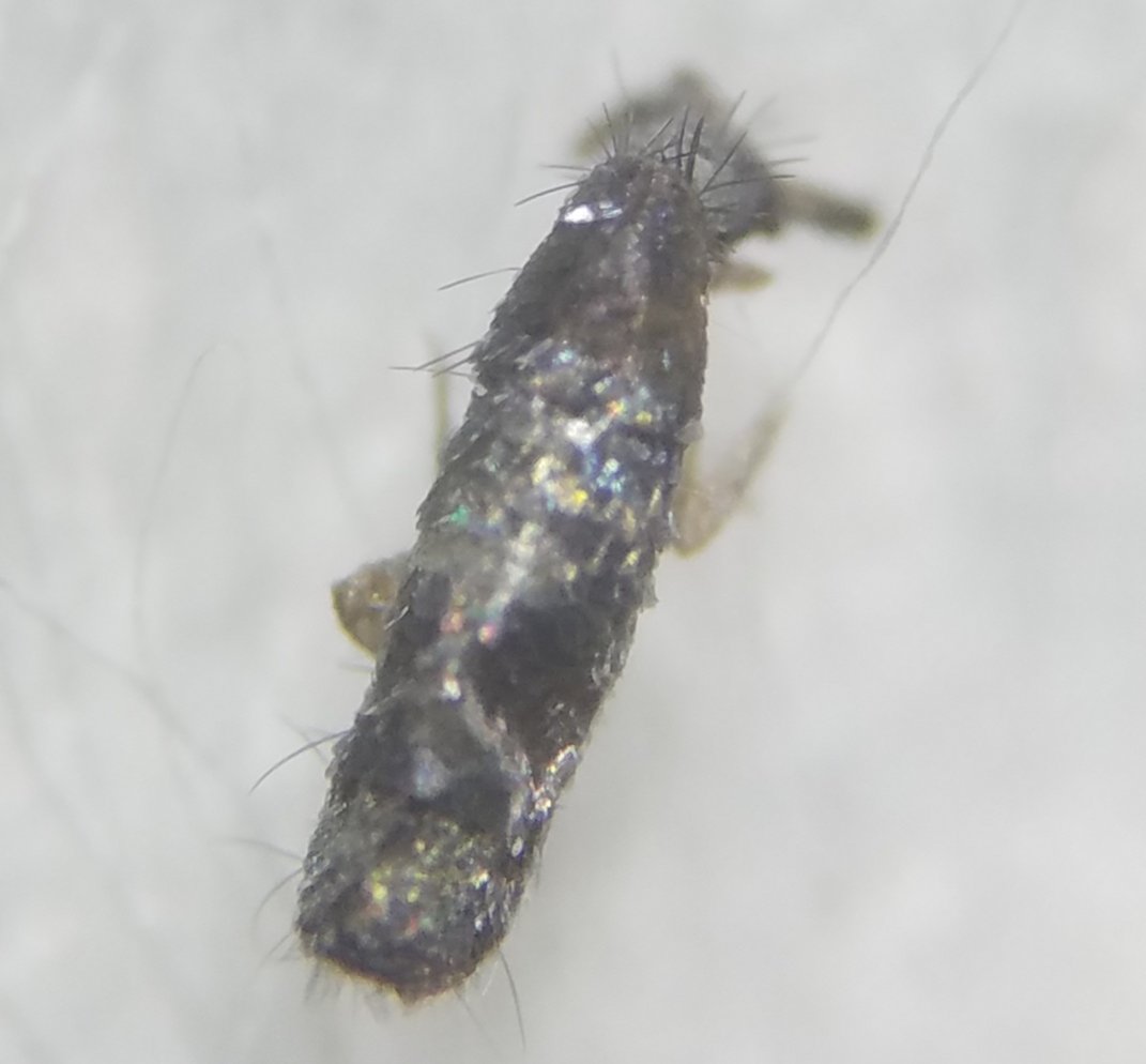 Réf. 317288 — ENTOGNATHA > Collembola > Tomoceridae > Tomocerus ...