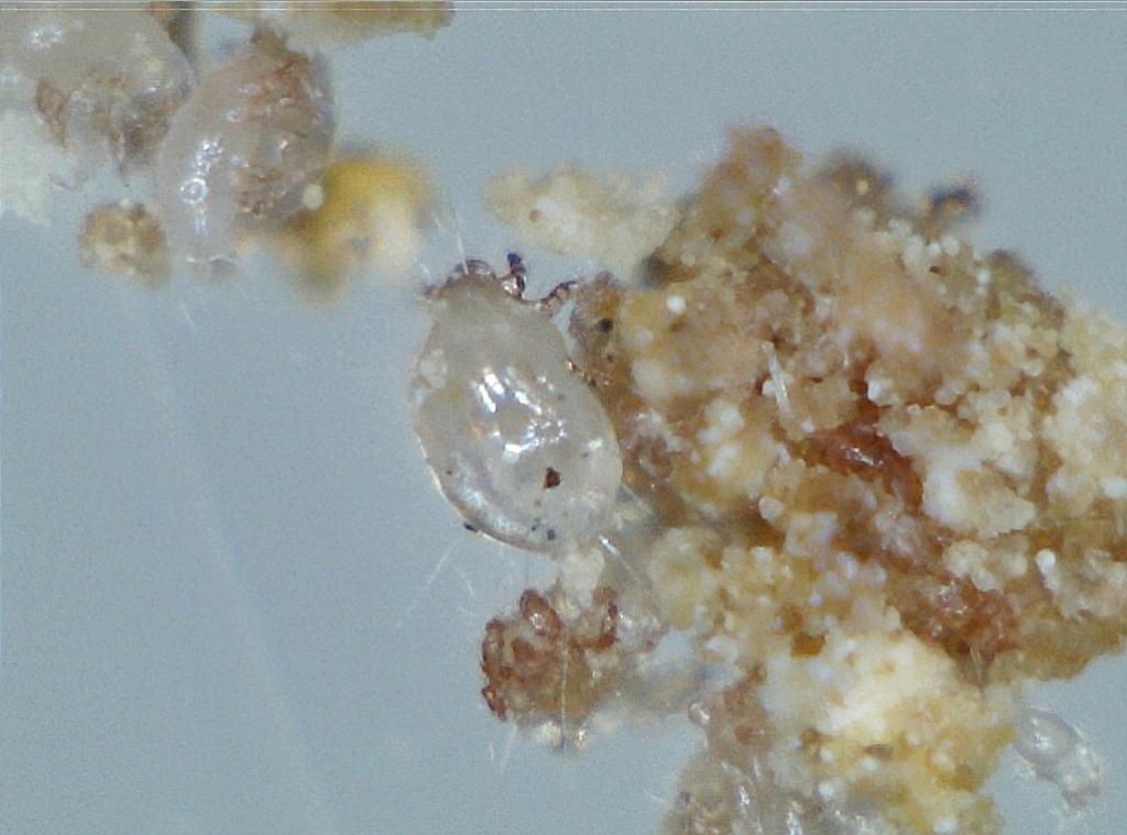 Réf. 82001 — ARACHNIDA > Astigmata > Acaridae > Acarus siro - www ...