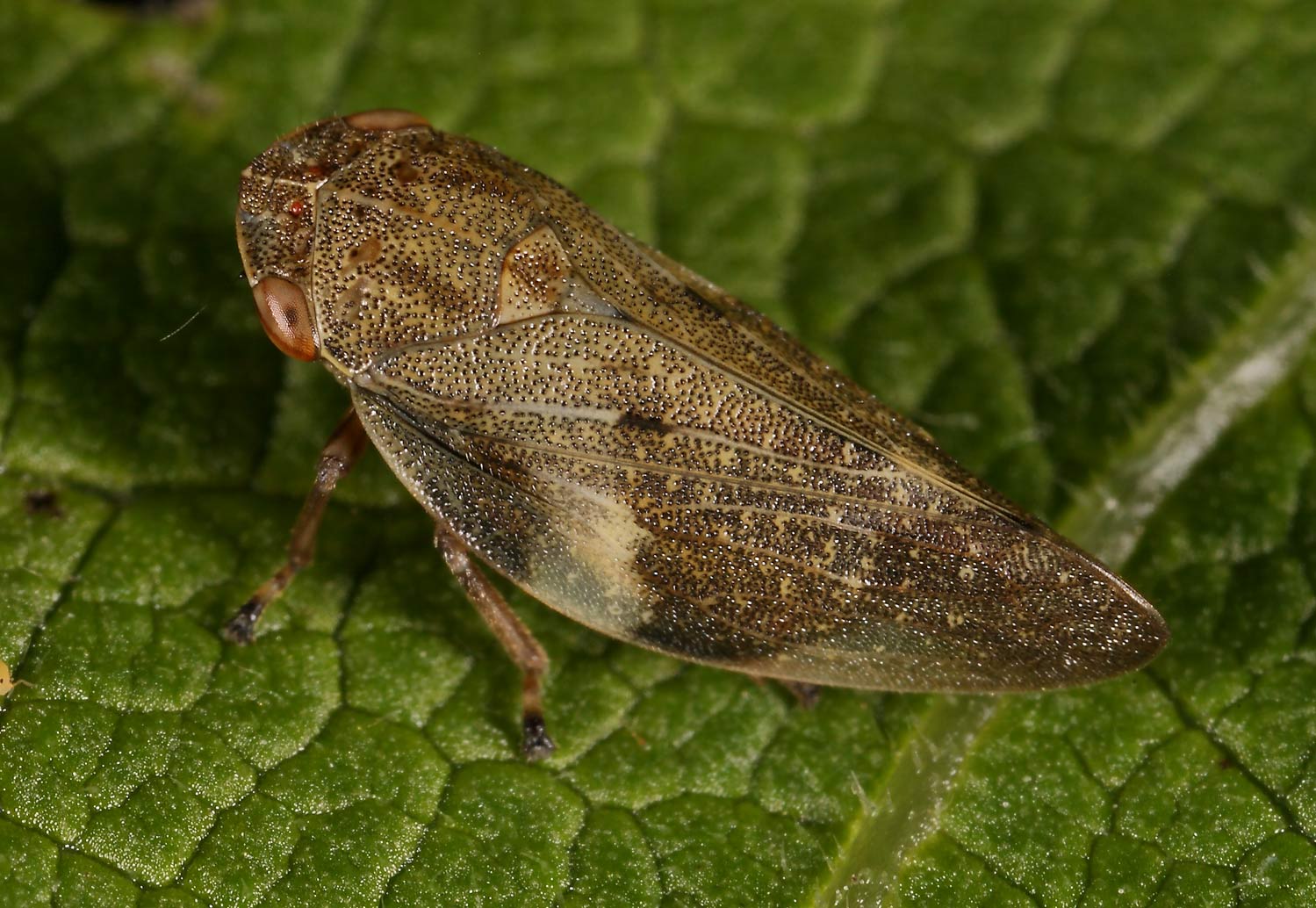 Réf. 86580 — INSECTA > Homoptera > Aphrophoridae > Aphrophora alni ...