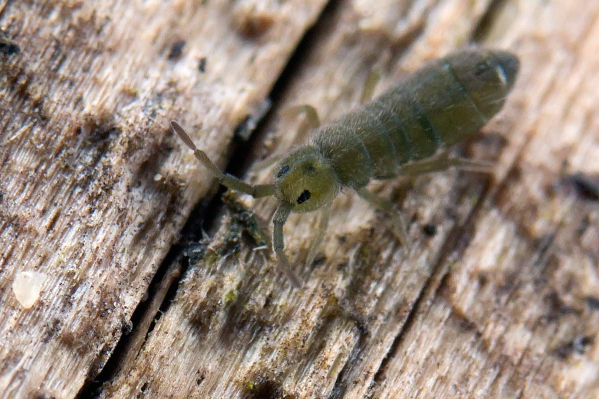 Réf. 98713 — ENTOGNATHA > Collembola > Isotomidae > Isotoma viridis ...
